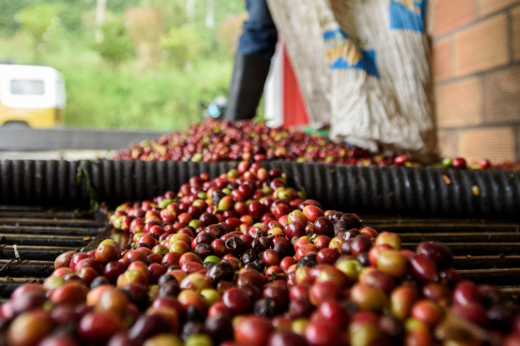 Meridian Blend – Bellwether Coffee