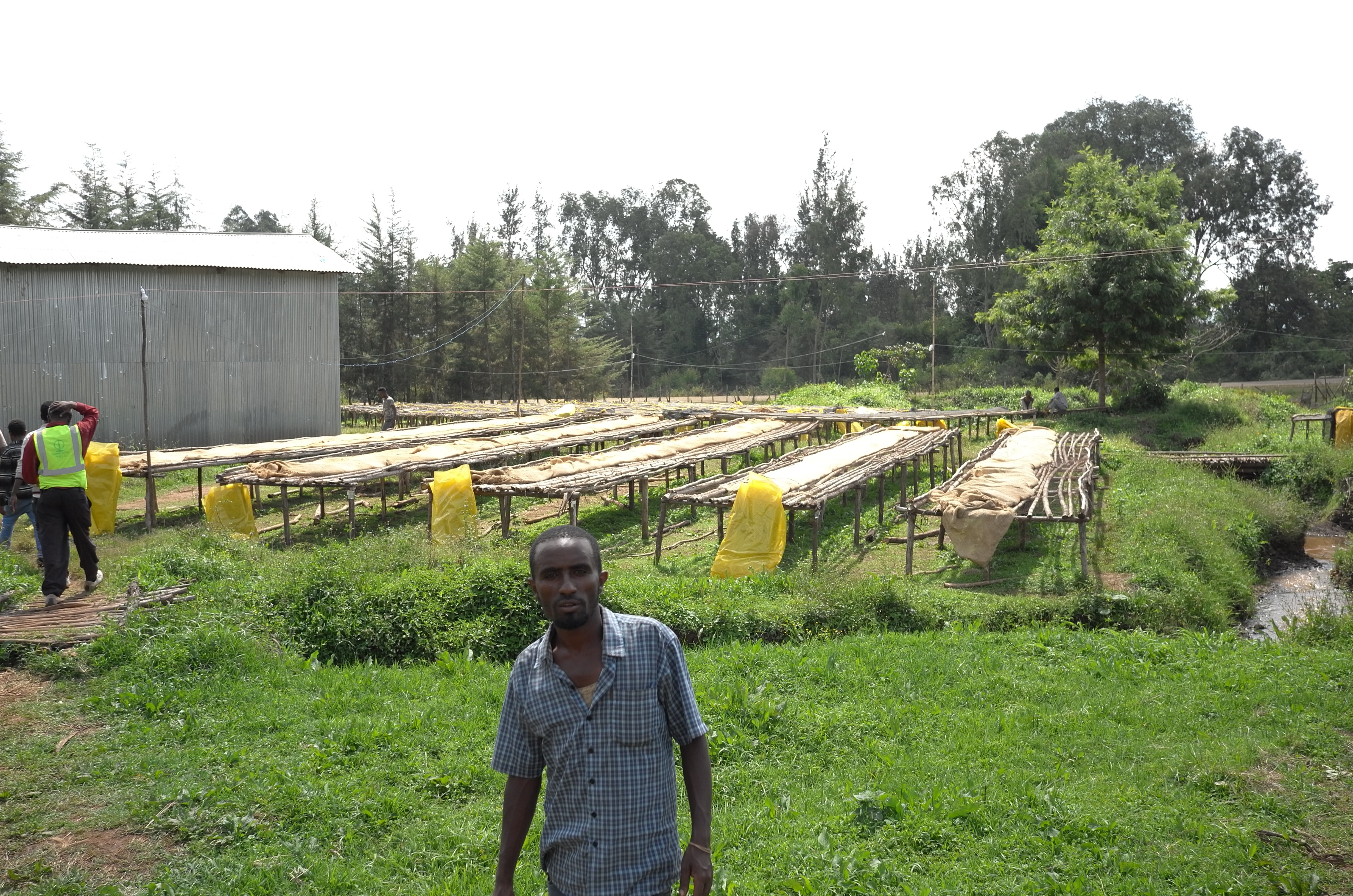 Ethiopia Yukro Washed (SEP 25) – Bellwether Coffee
