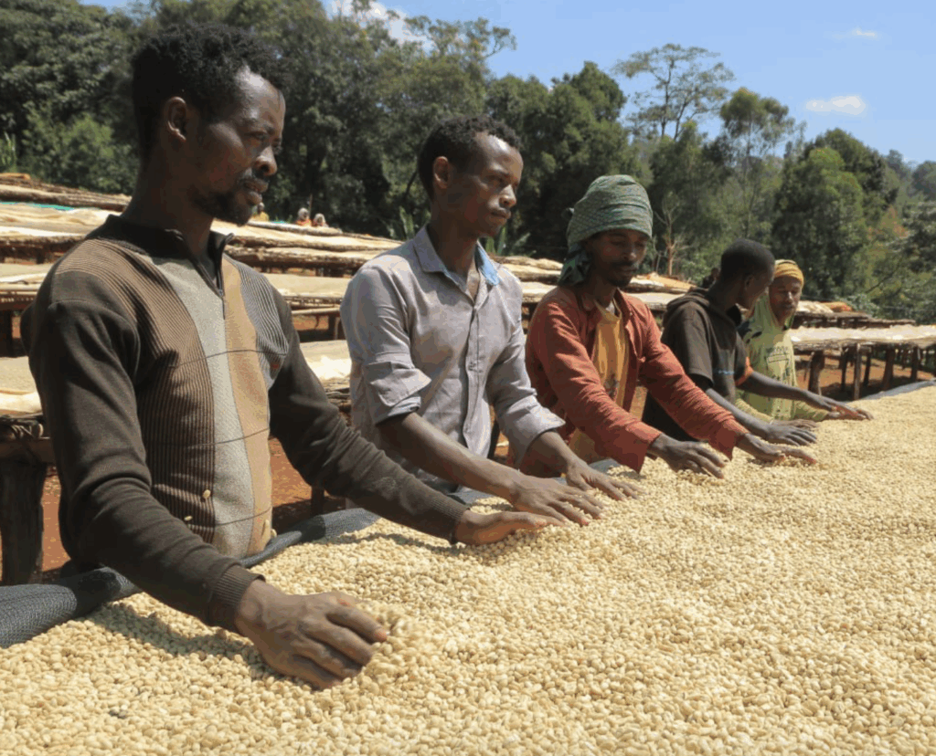 Rako Washed (JUL 25) - Bellwether Store